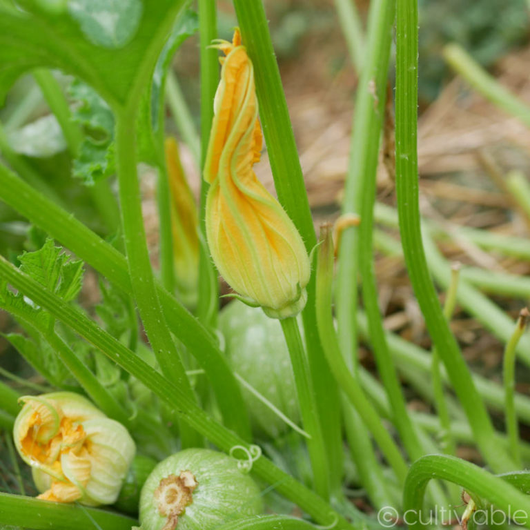 Produire ses graines de courge - Cultiv'able