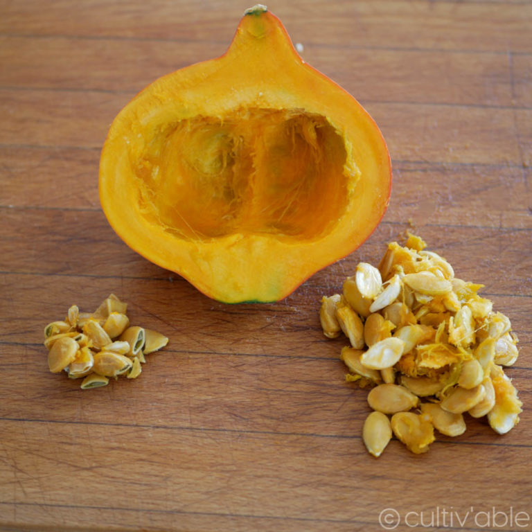 Produire ses graines de courge - Cultiv'able