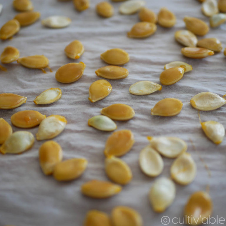 Produire ses graines de courge - Cultiv'able